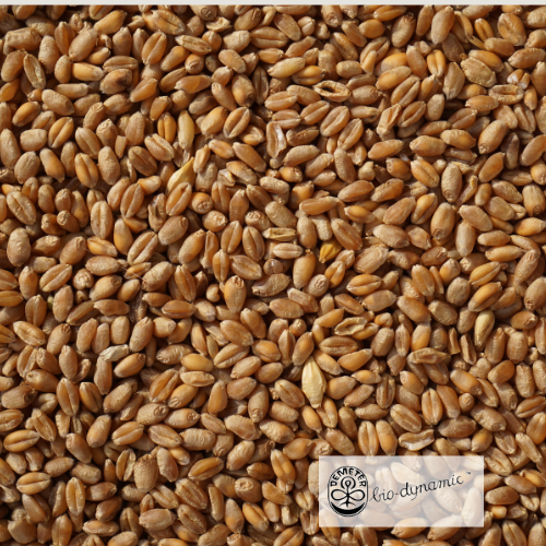 Bulk Biodynamic Wheat Grain 1kg - Miss Spelt's Organics